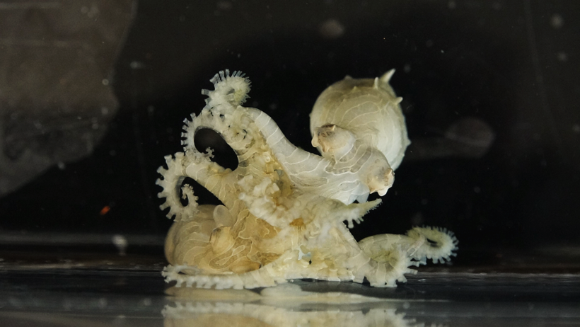 Octopus self-destruct system – ZYWang Lab @ UW Seattle