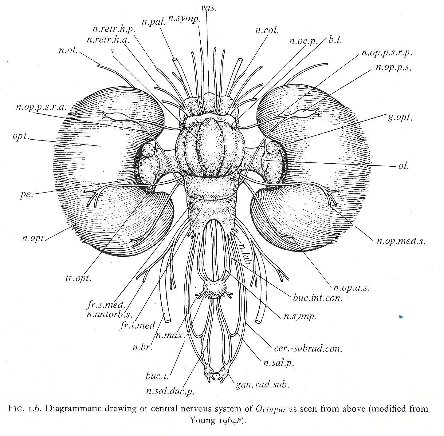 Octopus self-destruct system – ZYWang Lab @ UW Seattle